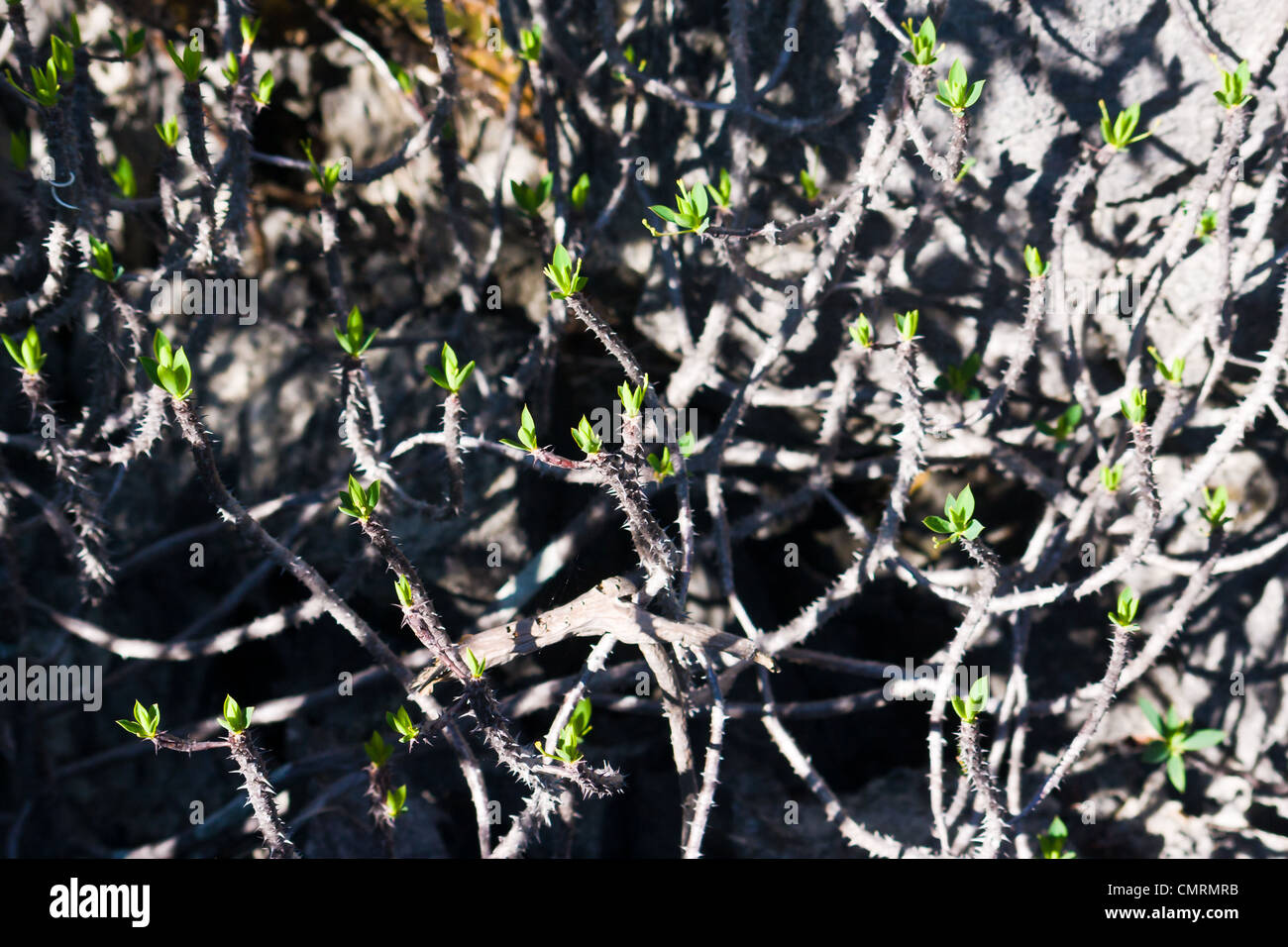 Vegetation of Ankarana National Park , northern Madagascar Stock Photo ...