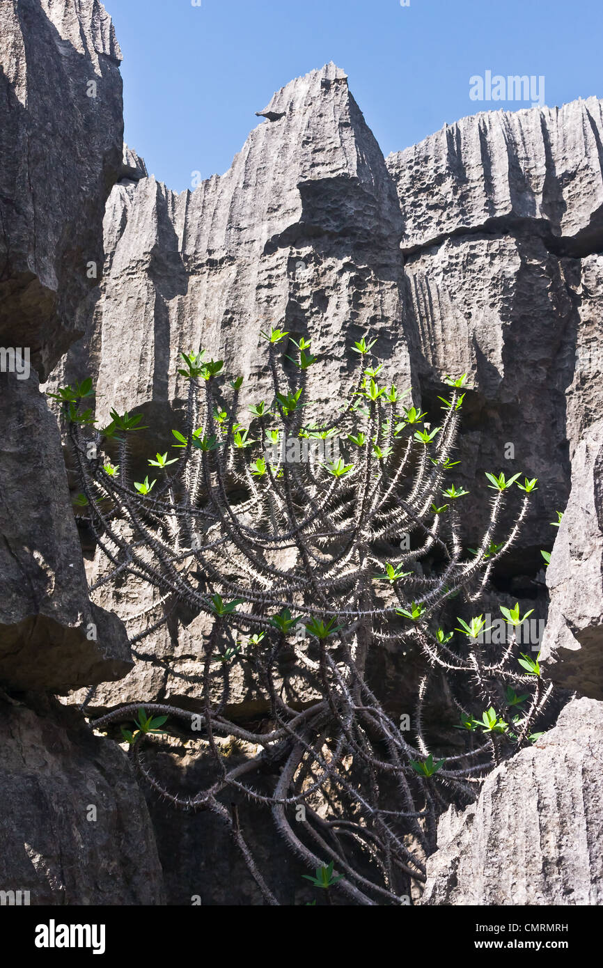 The Tsingy of Ankarana, northern Madagascar Stock Photo - Alamy