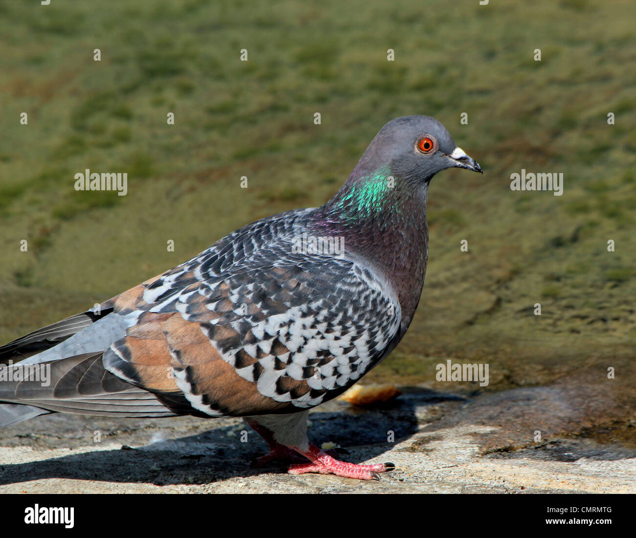 Grey pigeon standing on the city floor Stock Photo - Alamy