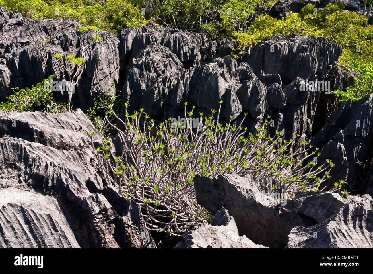 Vegetation of Ankarana National Park , northern Madagascar Stock Photo ...