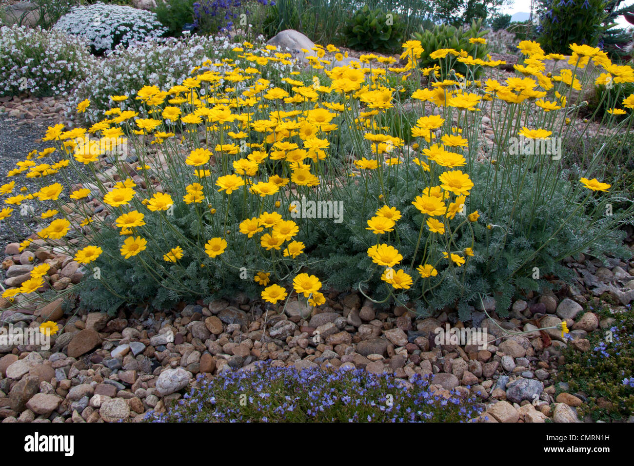 A low water perennial called Filigree Daisy Stock Photo - Alamy
