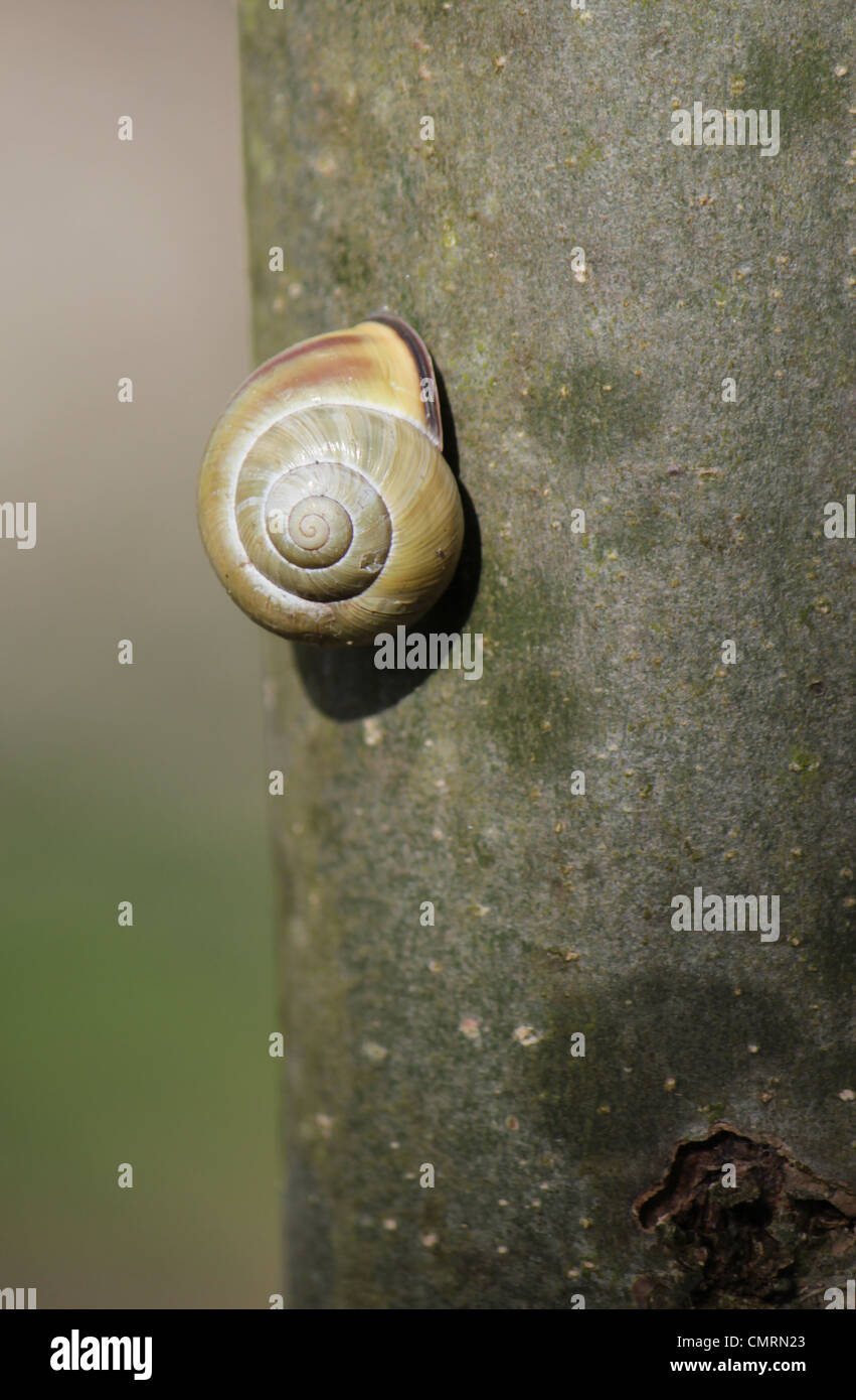 Little snail shell on a trunk Stock Photo - Alamy