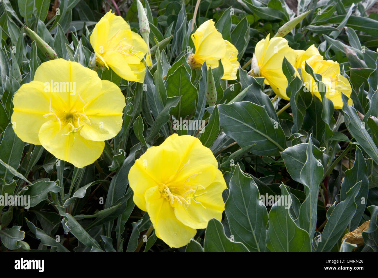 The large yellow flowers of Silver Blade Evening Primrose put on a show ...