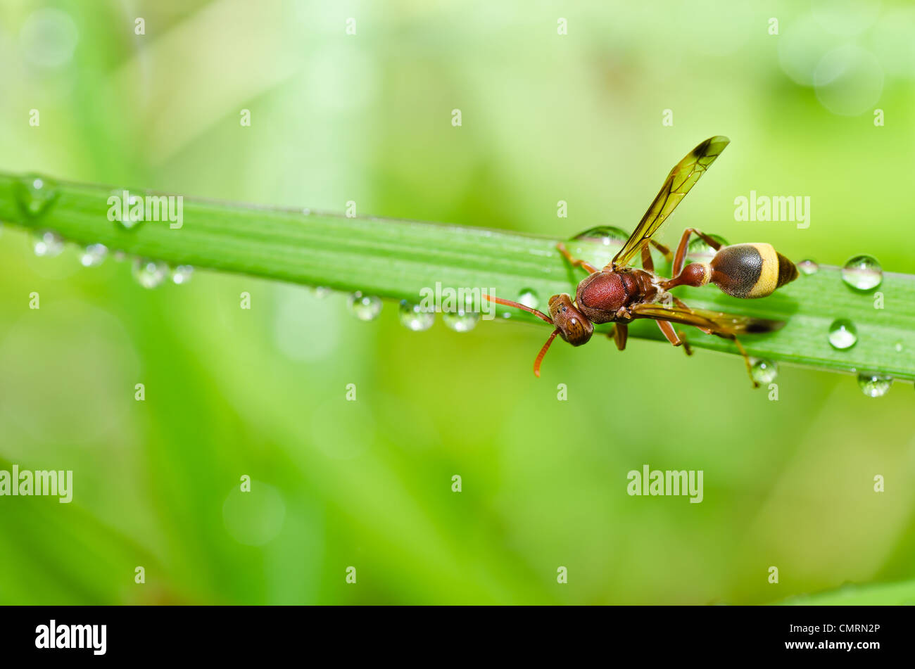 wasp and water drops in green nature or in garden. It's danger Stock ...