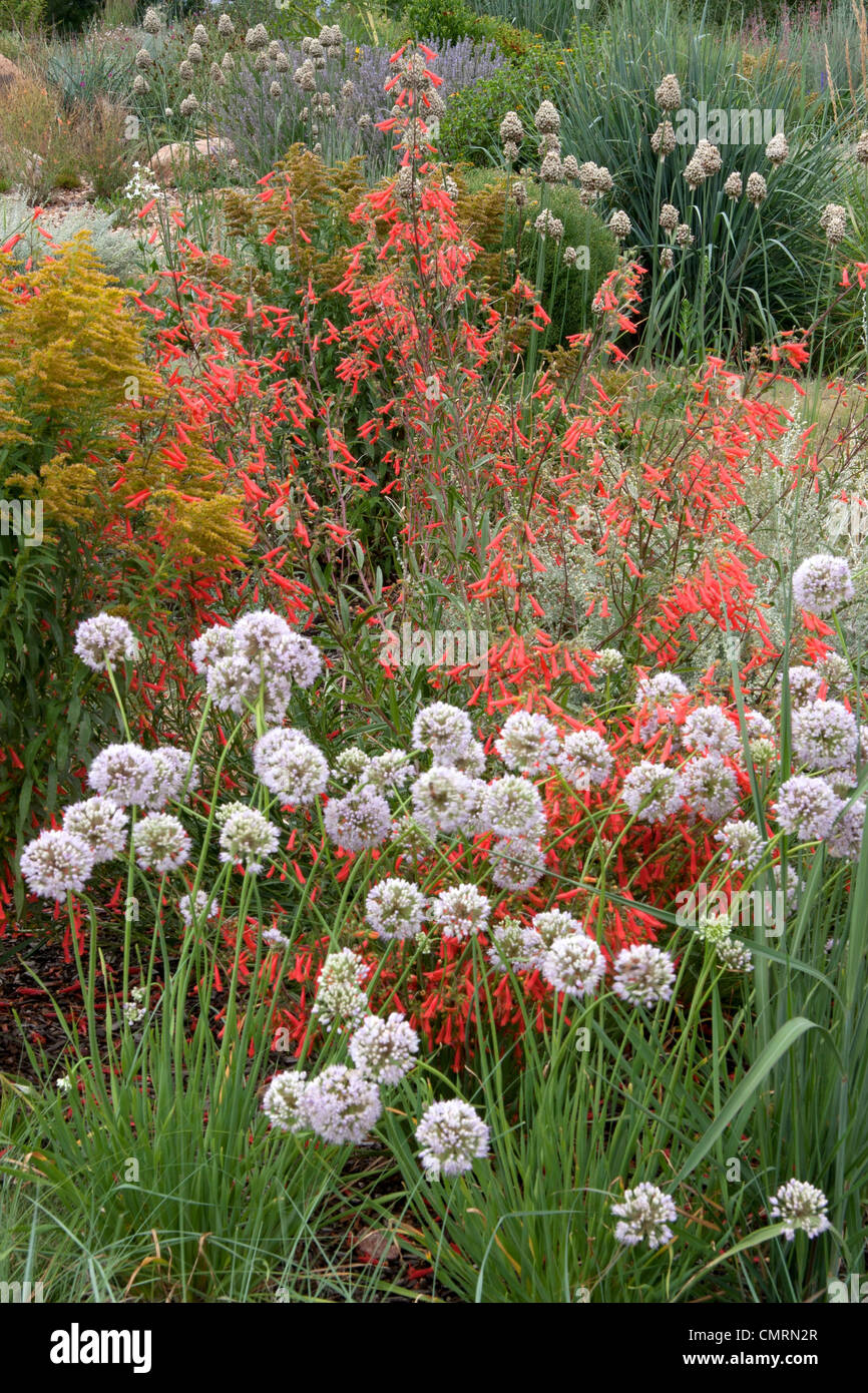 Bridges Penstemon and ornamental onions growing in tandem Stock Photo ...