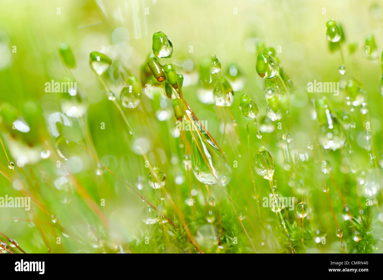 fresh moss and water drops macro in green nature or in forest Stock ...