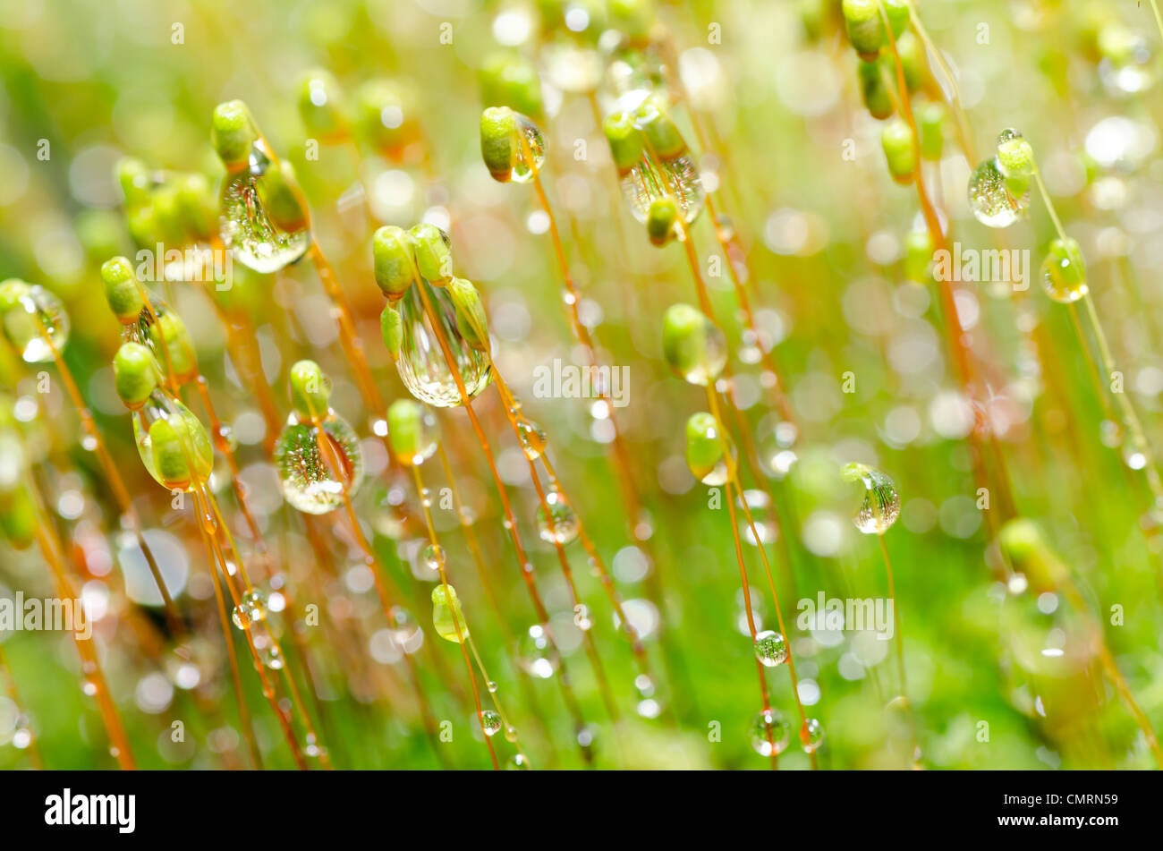 fresh moss and water drops macro in green nature or in forest Stock ...