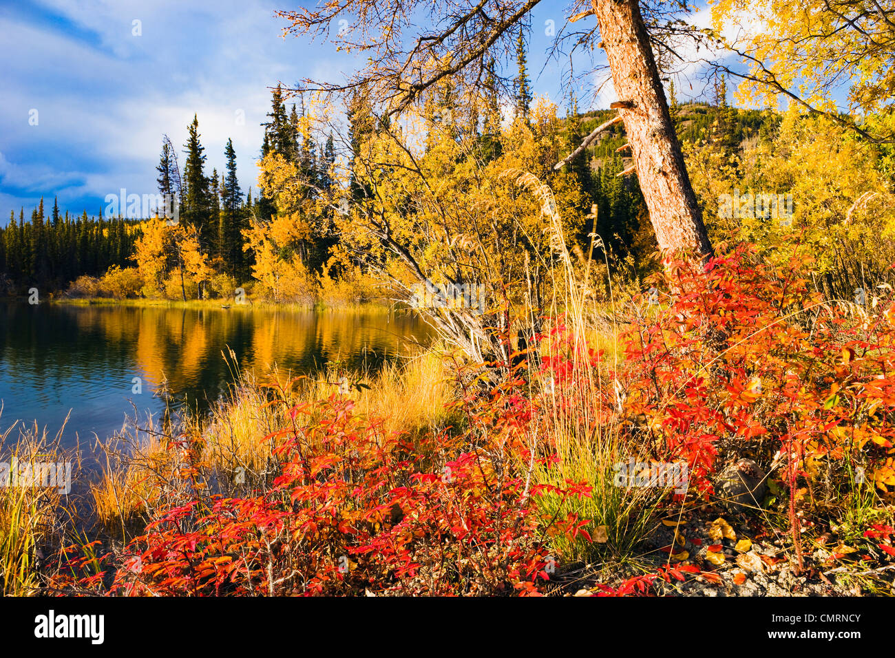 Yukon River and fall colours, Yukon Stock Photo - Alamy