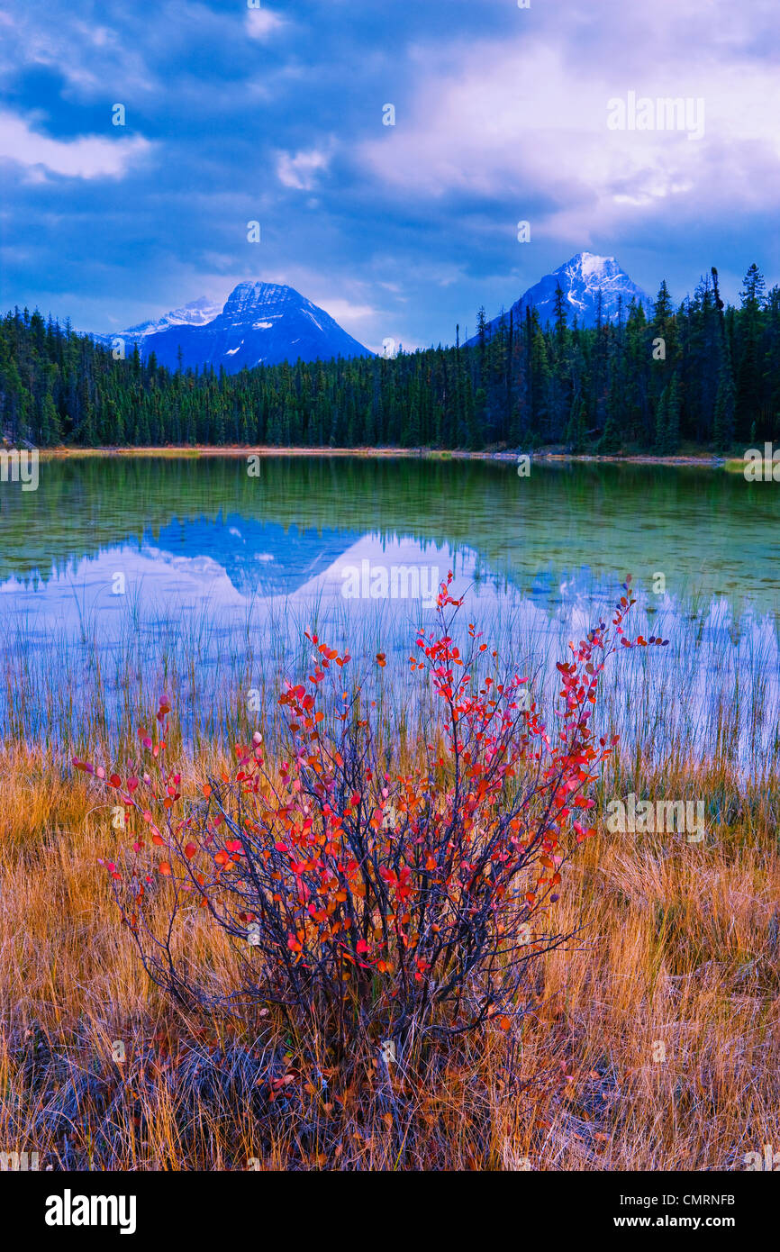 Dwarf birch, pond, Mount Fryatt and Whirlpool Mountain at dusk in ...