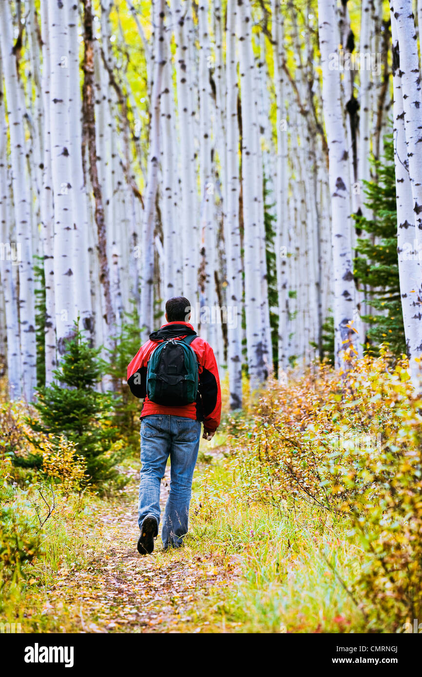 Hiker in Aspen forest in autumn, Jasper National Park, Alberta Stock ...