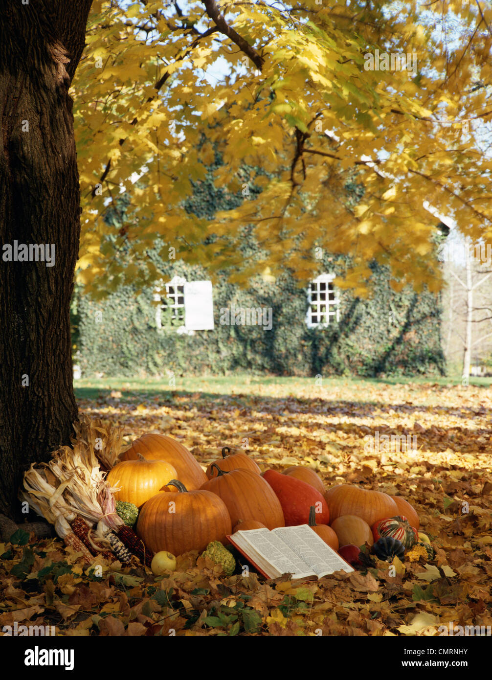 Pumpkins And Fall Trees 403 Pumpkin Tree Stump Stock Photos Free