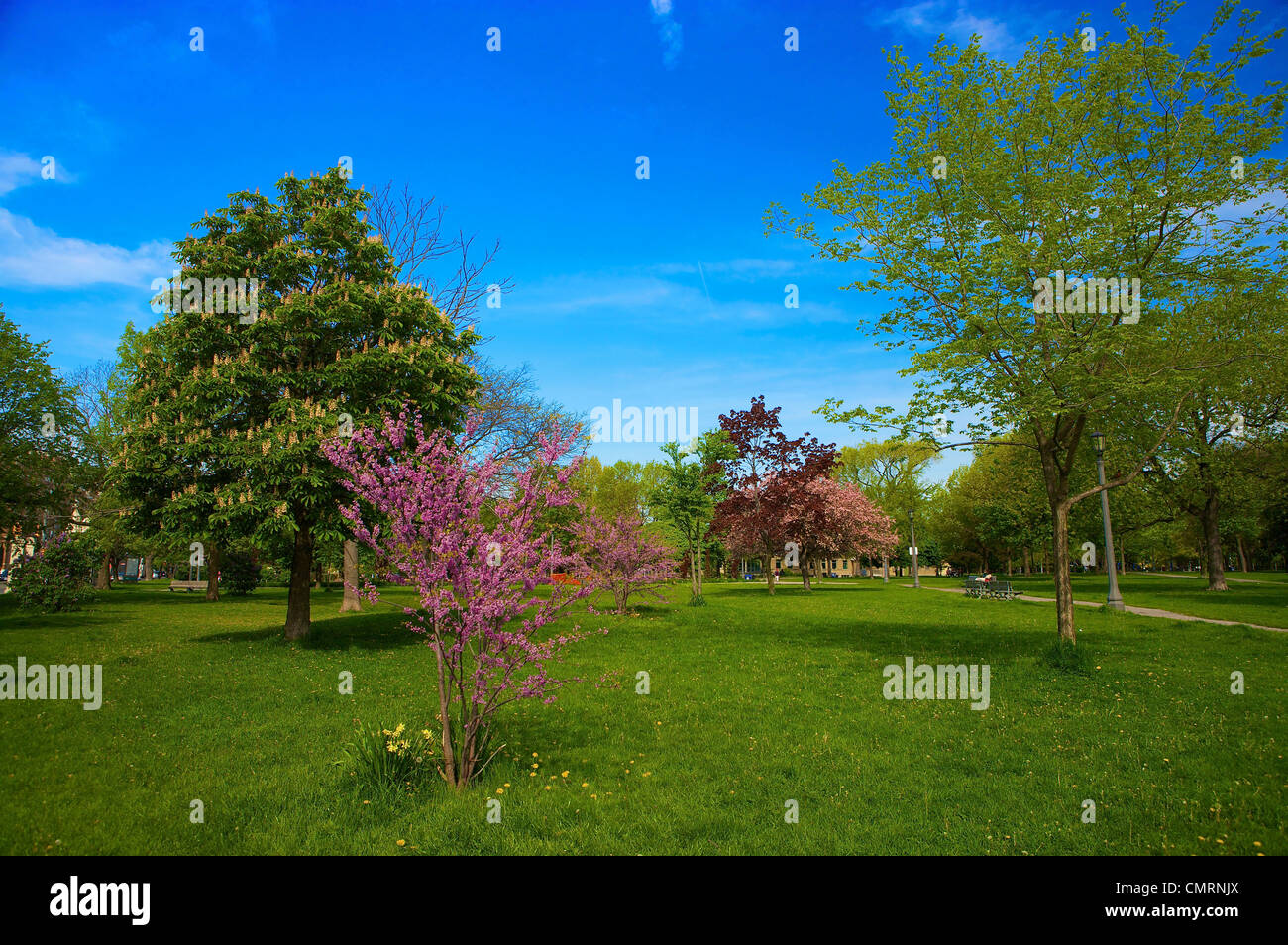 Trees in spring, Trinity Bellwoods Park, Toronto, Ontario Stock Photo ...