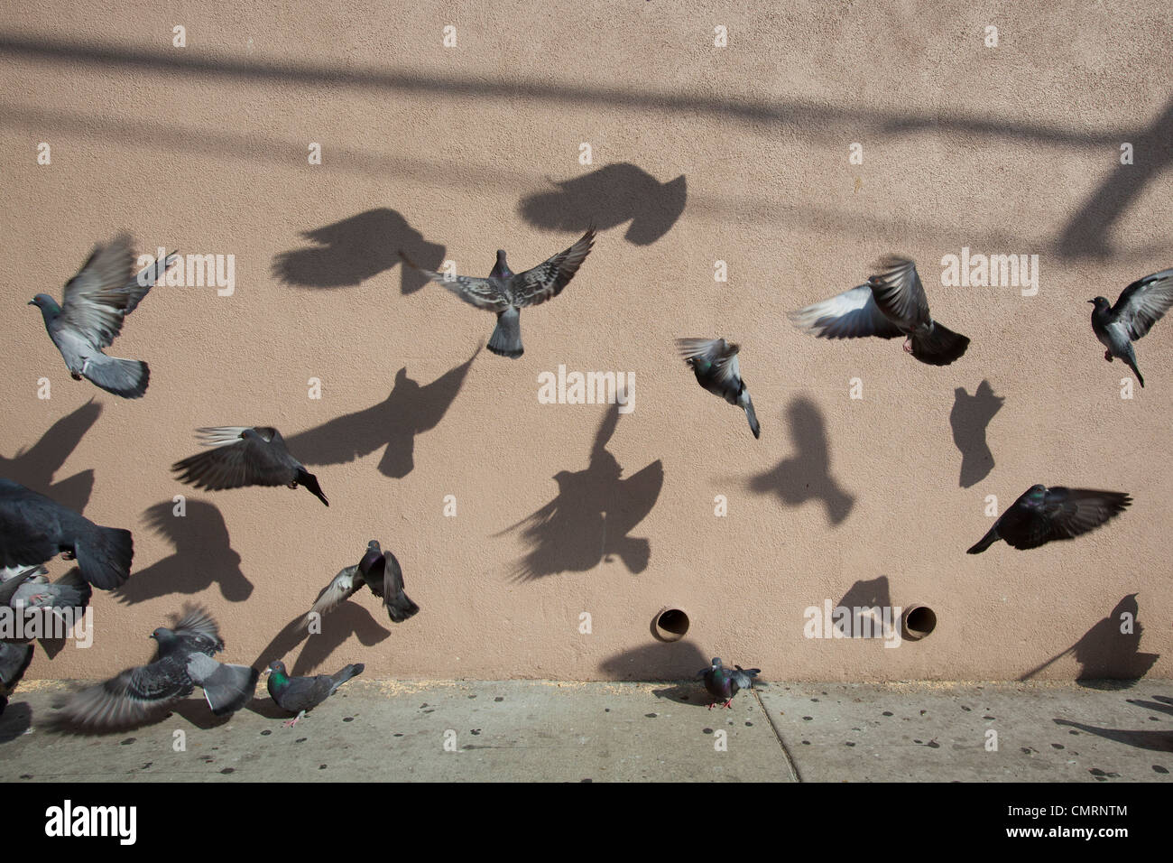 Pigeons and their shadows, Los Angeles, California, United States of ...