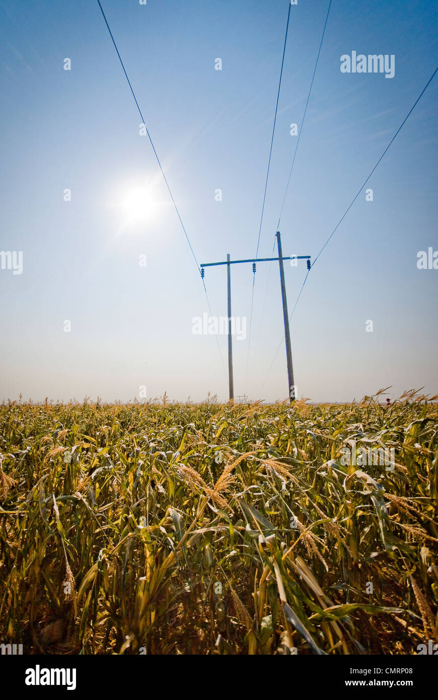 Hydro poles in corn field Pilot Butte, Saskatchewan Stock Photo - Alamy