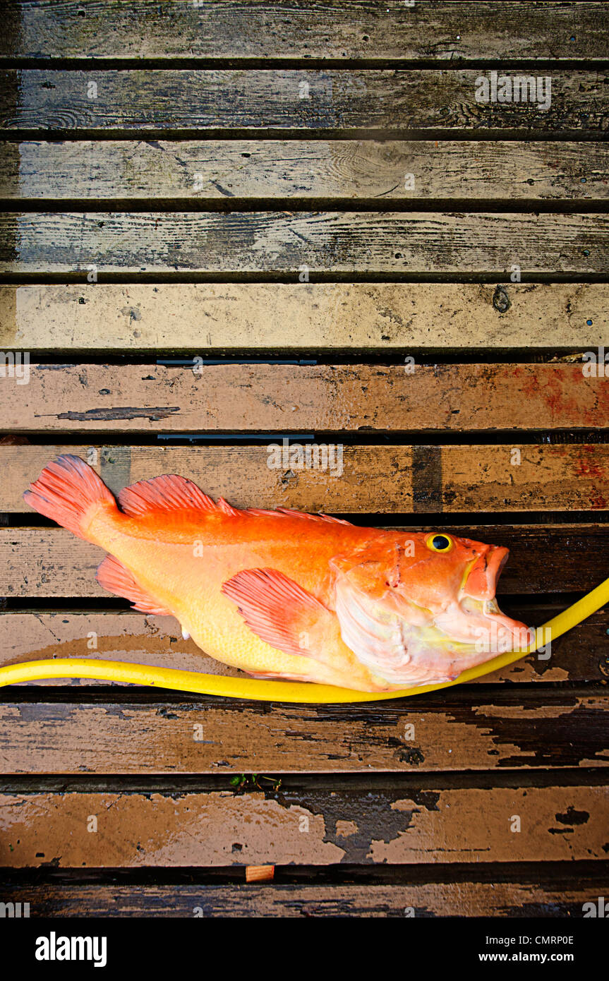 Yelloweye rockfish hi-res stock photography and images - Alamy