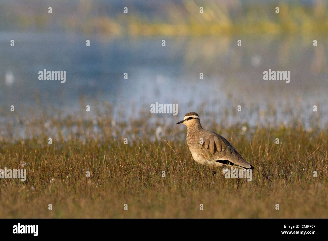 Sociable Lapwing or Sociable Plover (Vanellus gregarius Stock Photo - Alamy