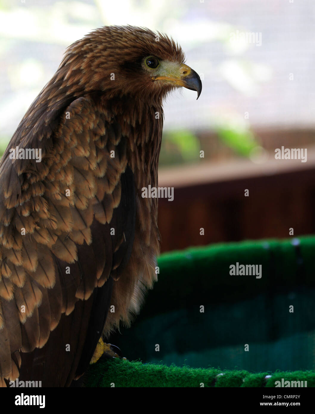 Juvenile Black Kite ( Milvus migrans migrans and M. m. lineatus) at ...