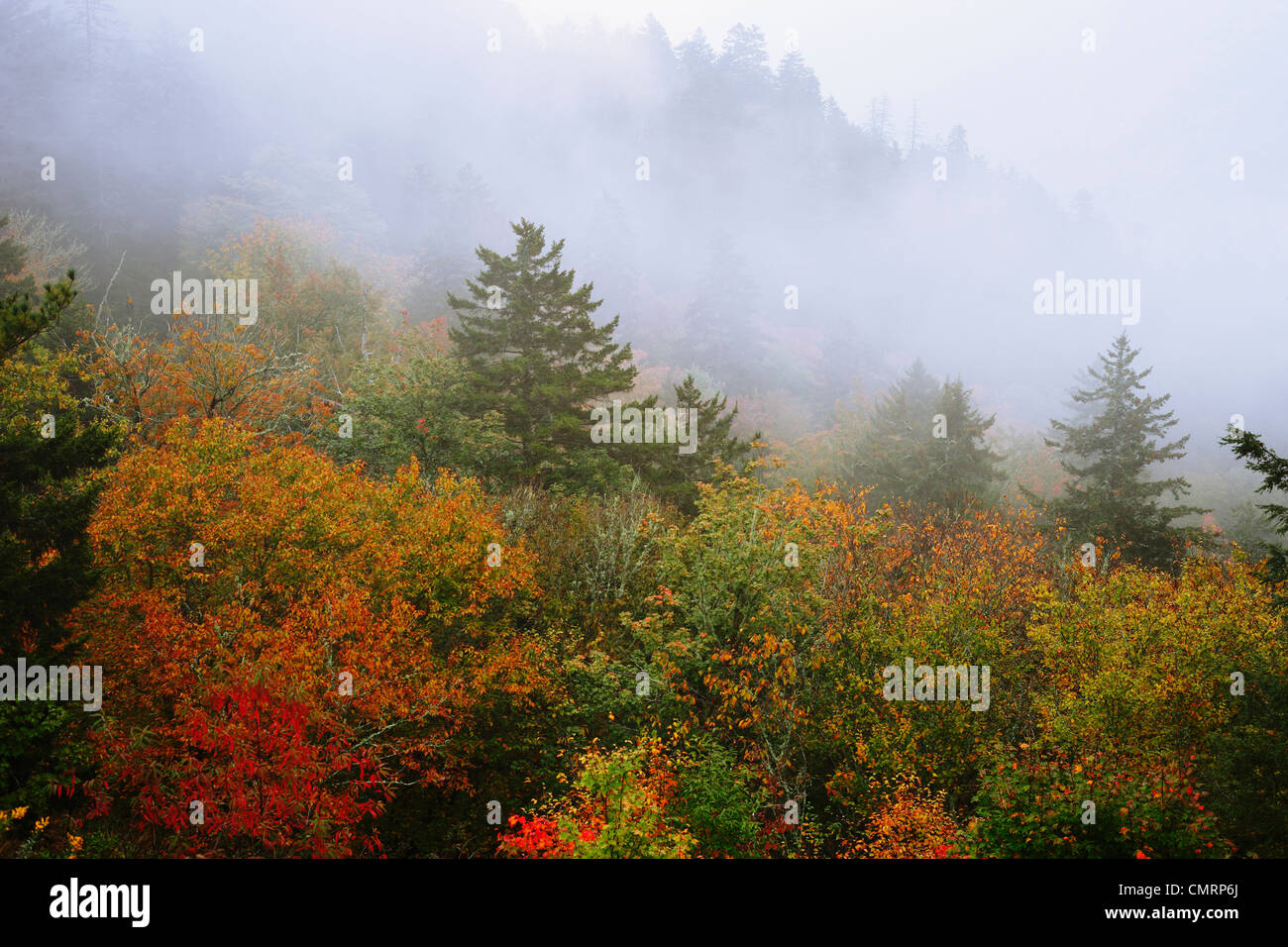 Mist over colourful trees, Great Smoky Mountains National Park, North ...