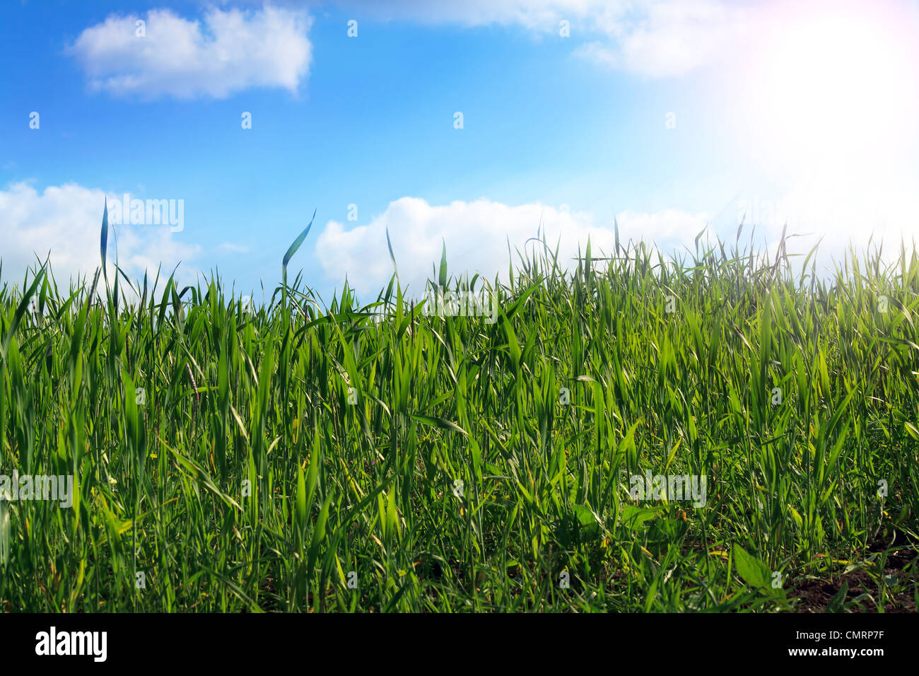 Idyllic wheat field and sunshine Stock Photo - Alamy