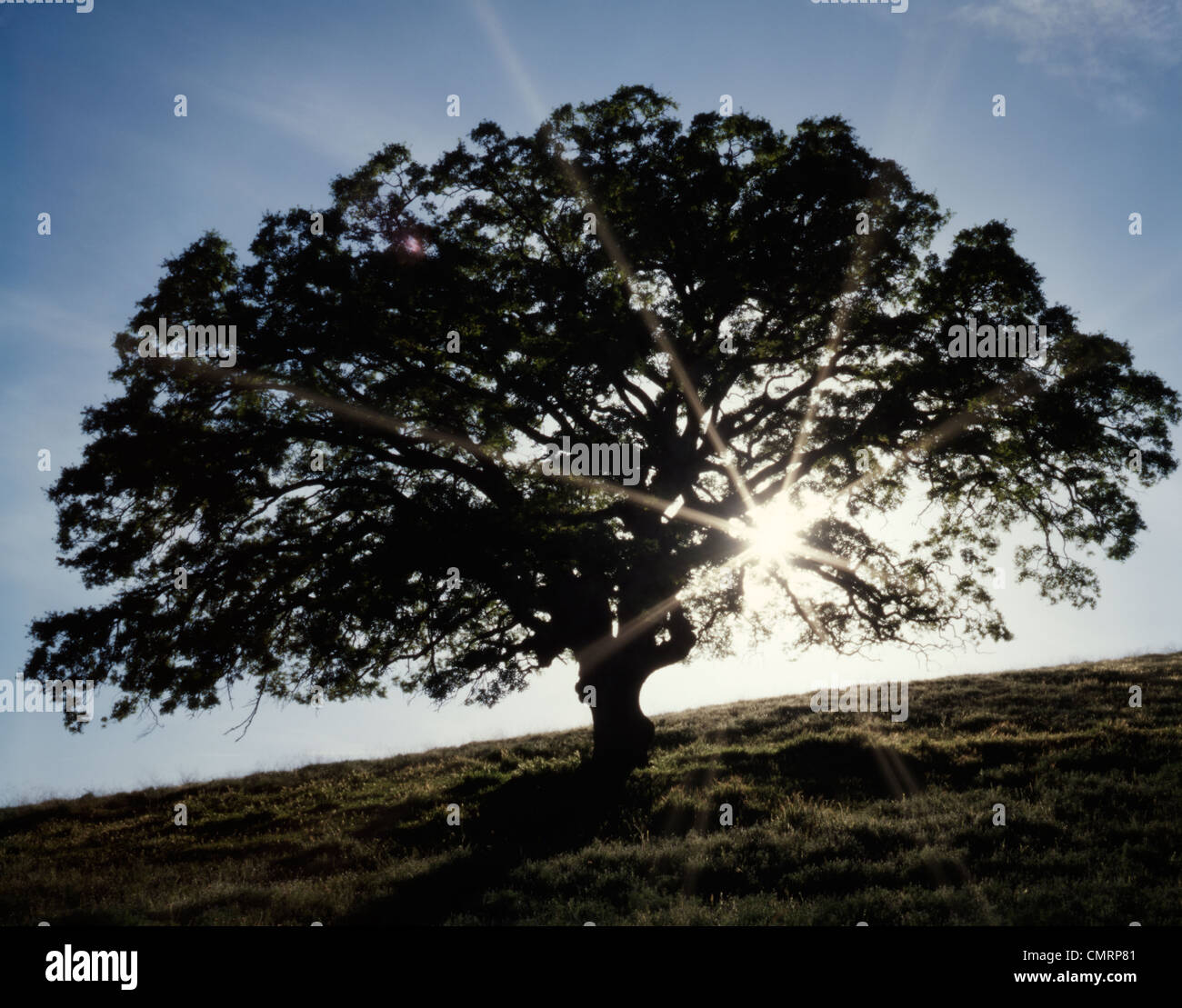 God of oak trees hi-res stock photography and images - Alamy