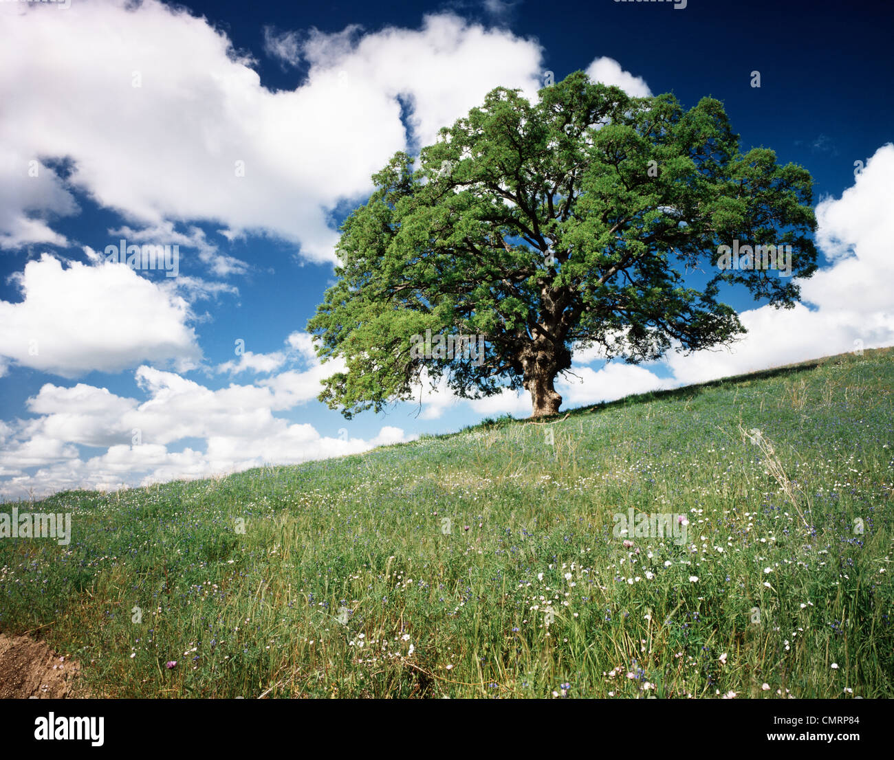 LARGE GREEN LONE OAK TREE IN MEADOW BLUE SKY WHITE CLOUDS KERN COUNTY ...