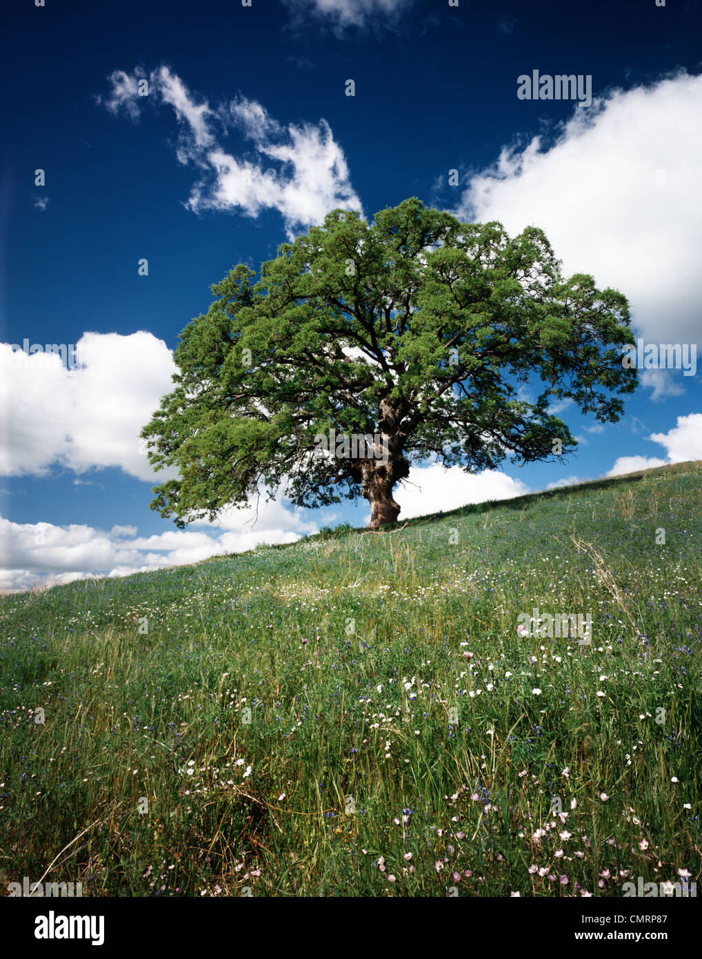 OAK TREE IN MEADOW KERN COUNTY CALIFORNIA Stock Photo - Alamy