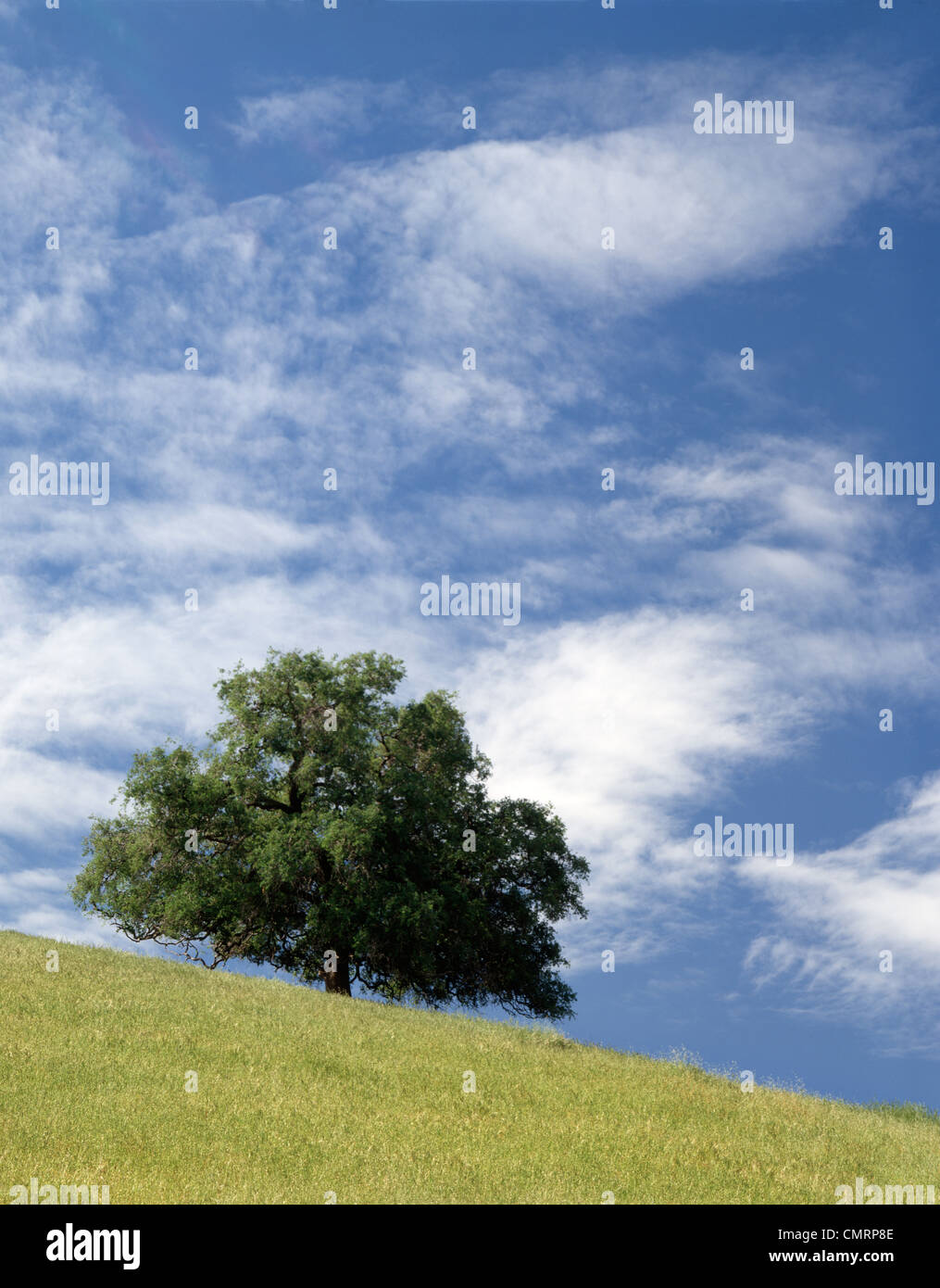 LARGE GREEN LONE OAK TREE IN MEADOW BLUE SKY WHITE CLOUDS KERN COUNTY ...
