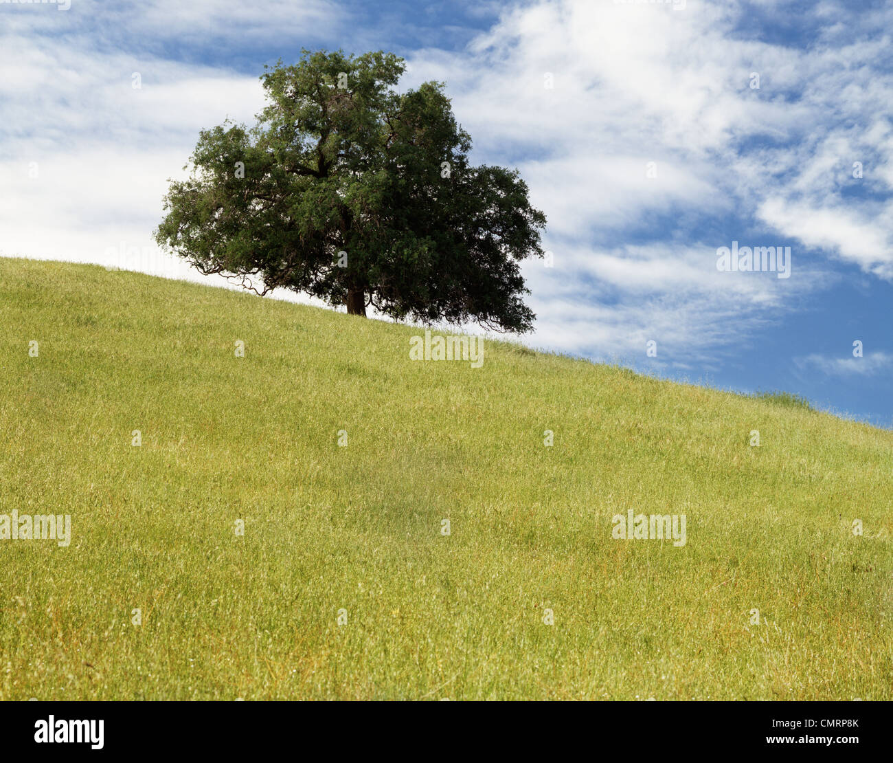 LARGE GREEN LONE OAK TREE IN MEADOW BLUE SKY WHITE CLOUDS KERN COUNTY ...
