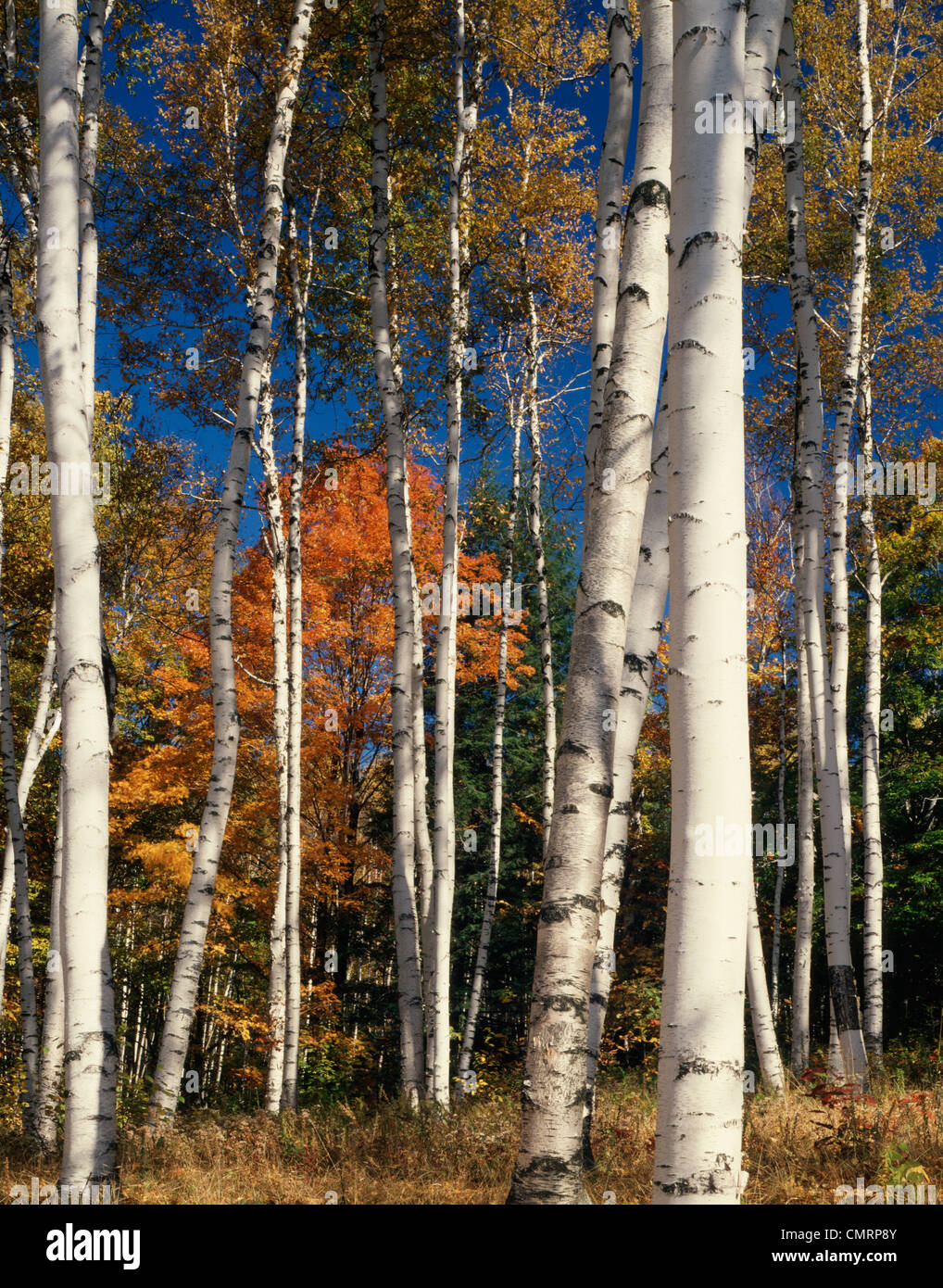 Birch tree bark center hi-res stock photography and images - Alamy