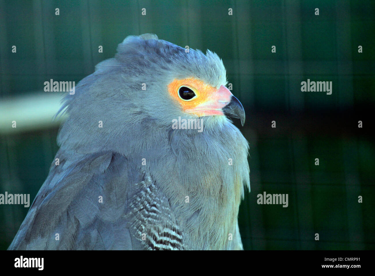 Gymnogene (Polyboroides typus) also known as African Harrier-Hawk ...