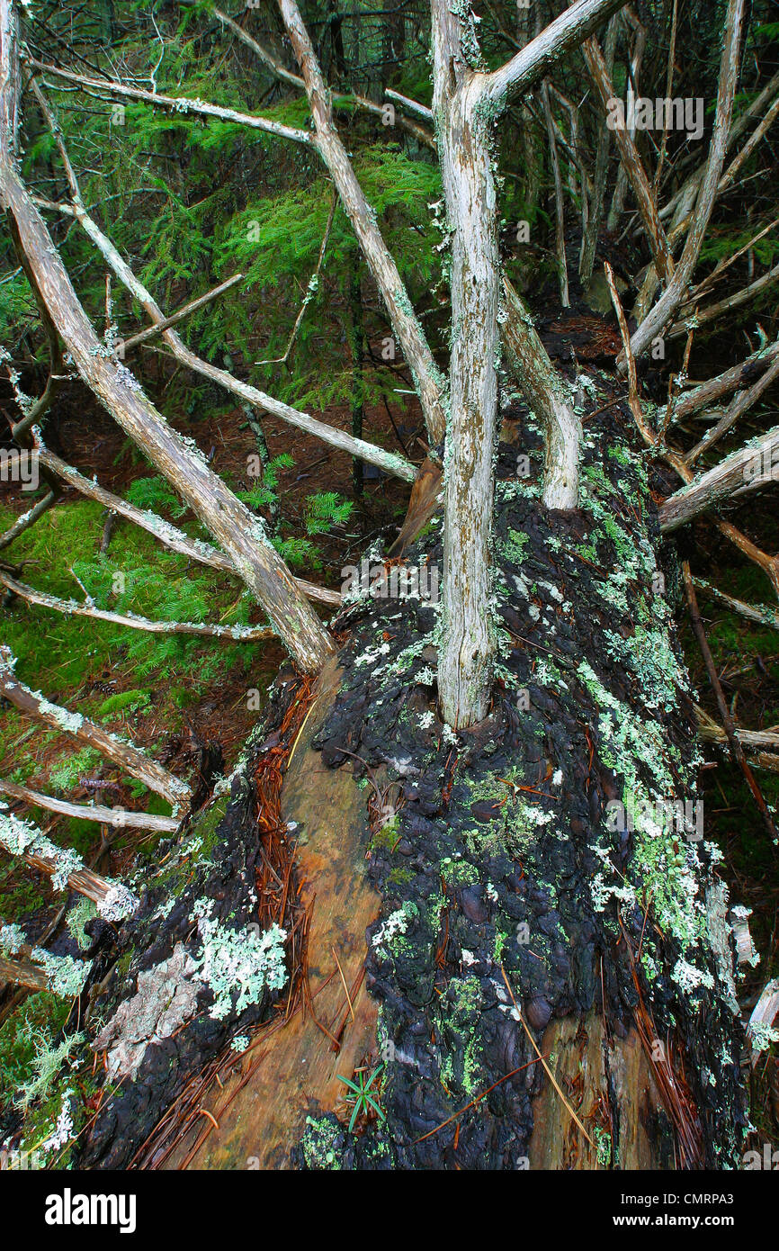 ACADIA NATIONAL PARK MAINE TREE WITH MOSS Stock Photo - Alamy