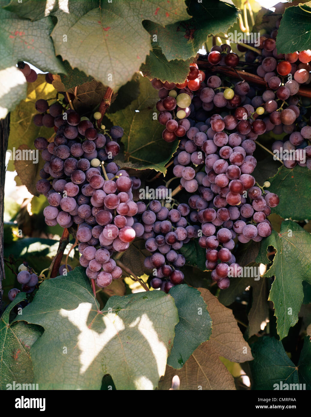 Old fashioned vineyard hi-res stock photography and images - Alamy