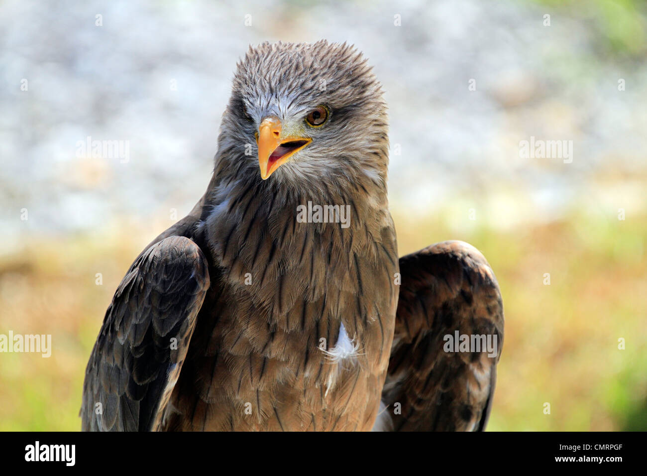 Yellow-billed Kite, ( Milvus migrans parasitus) at Eagle Encounter ...
