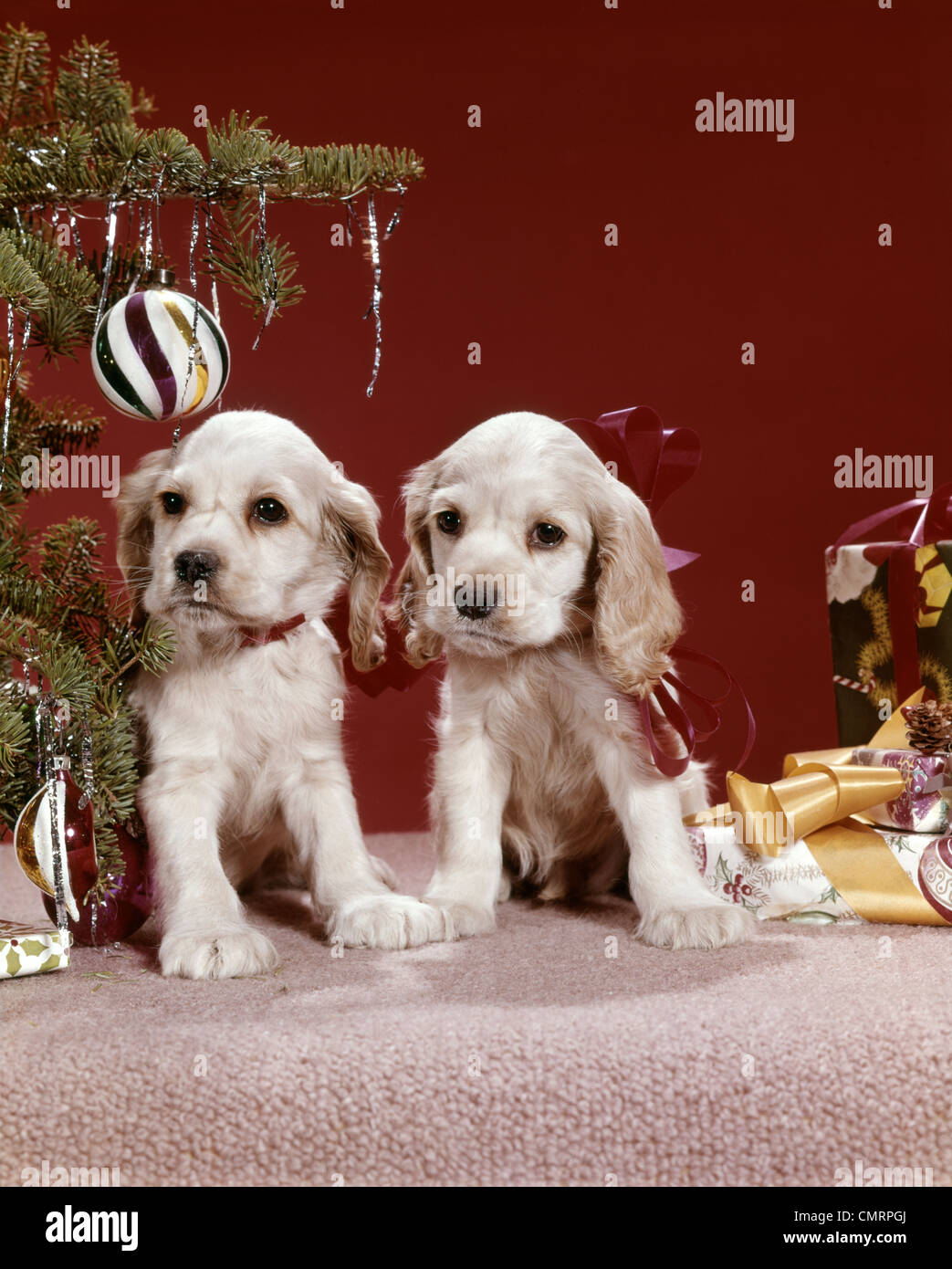 Two puppies retro hi-res stock photography and images - Alamy