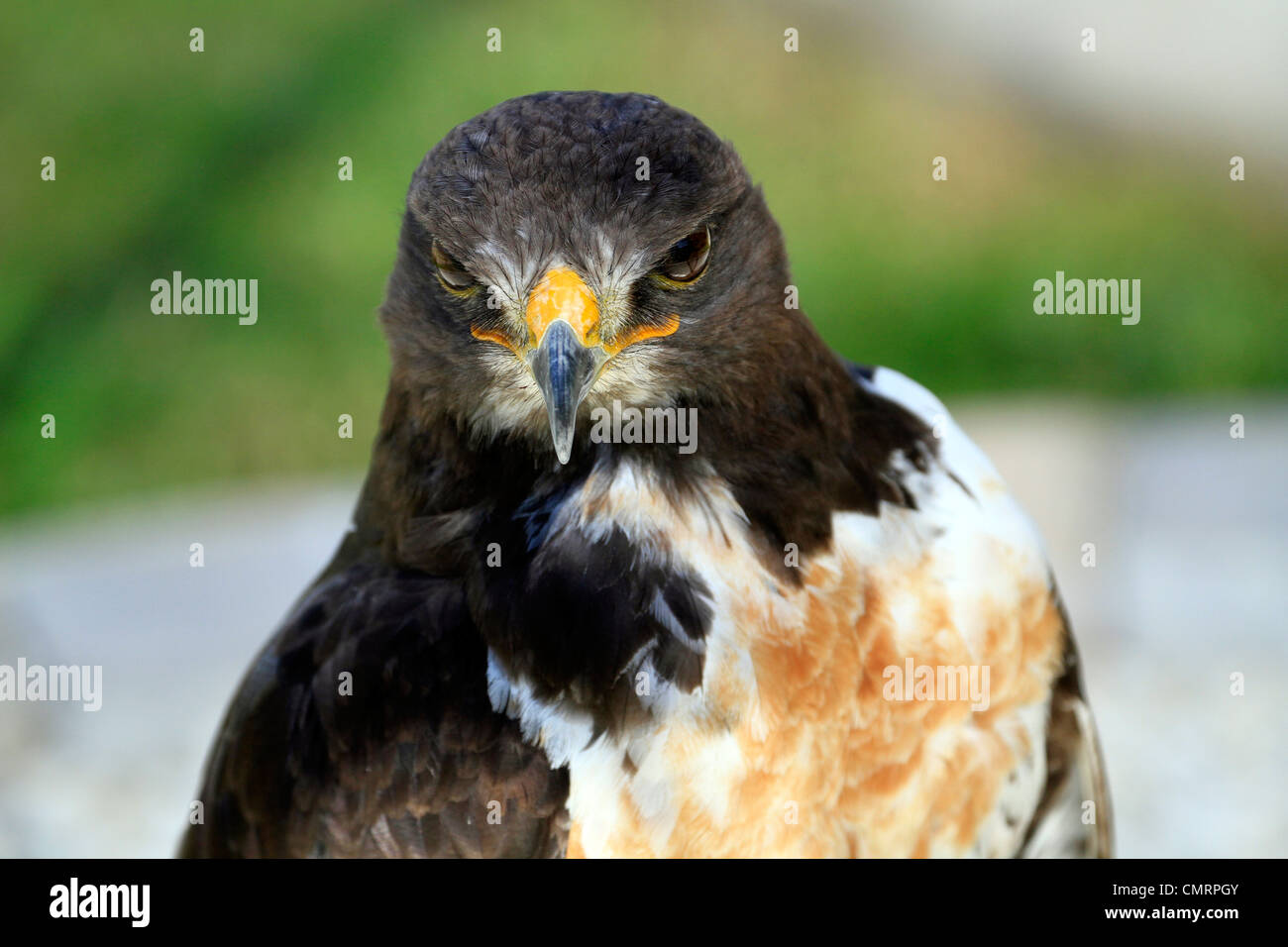 Jackall Buzzard ( Buteo rufofuscus) at the Eagle Encounter Centre at ...