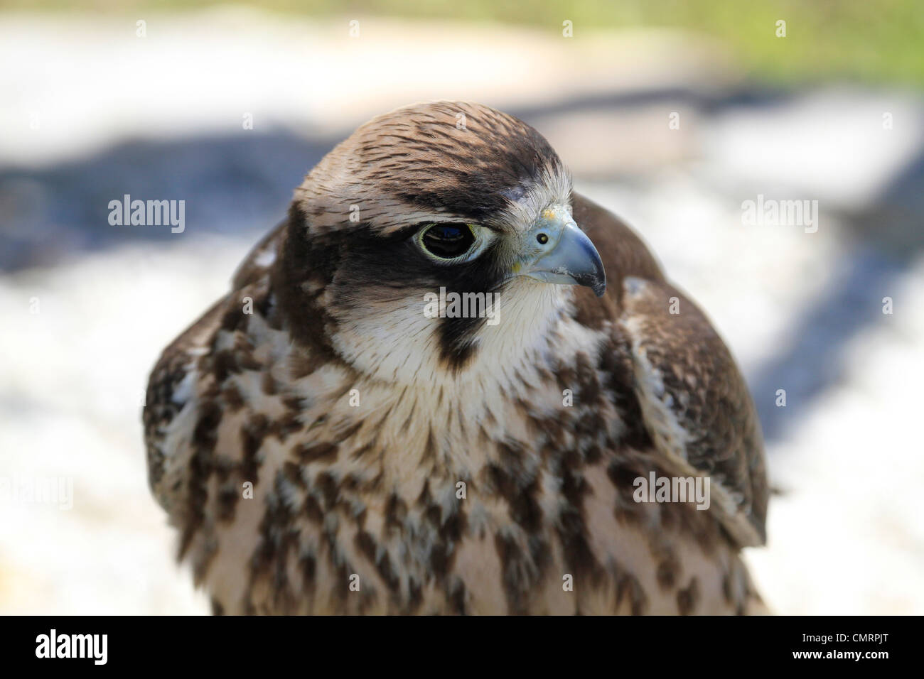 Lanner Falcon , ( falco biarmicus) at Eagle Encounter Centre Spier Wine ...