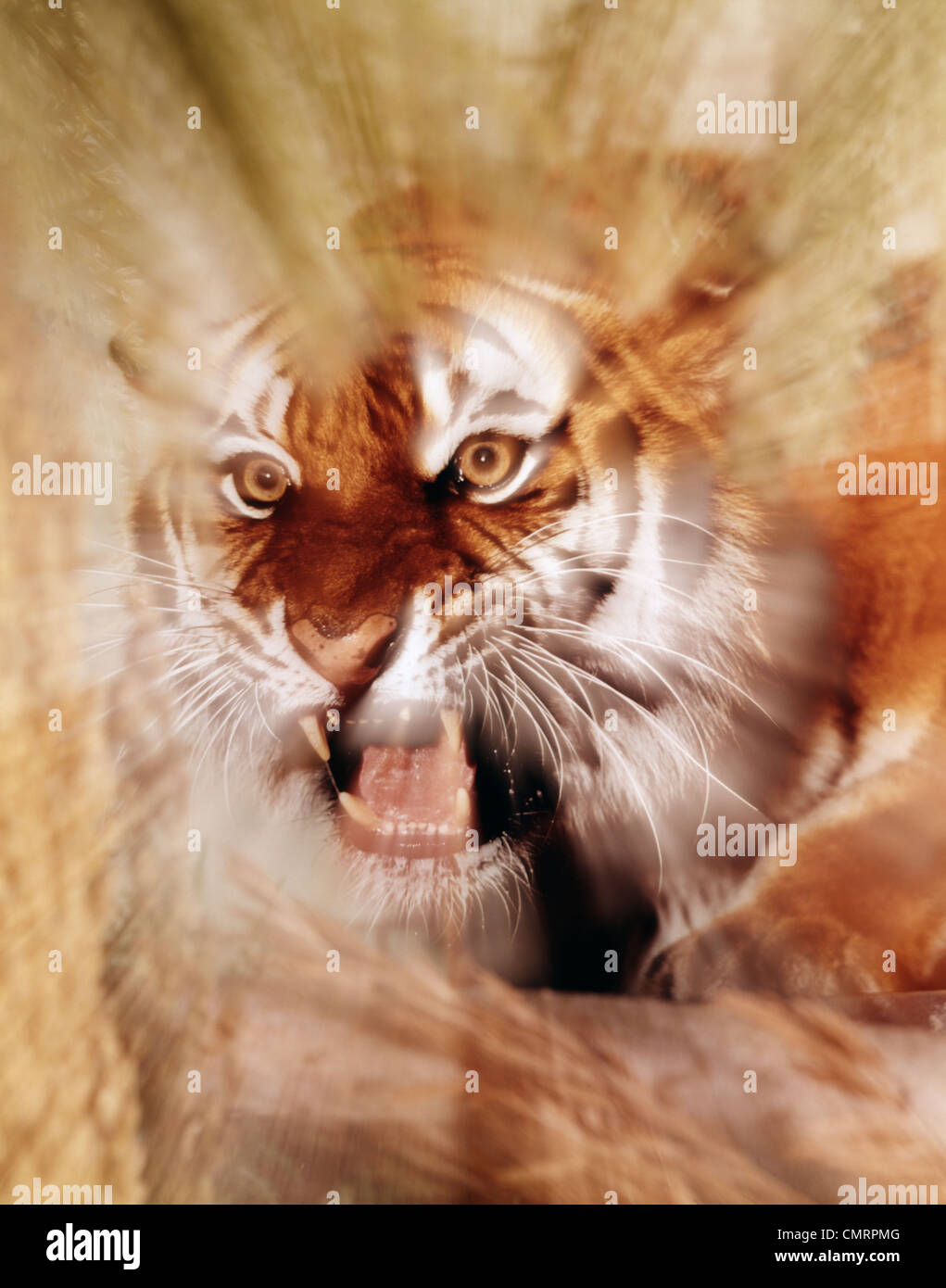 SPECIAL EFFECT BLURRED ZOOM SNARLING GROWLING TIGER BARING TEETH MEAN ...