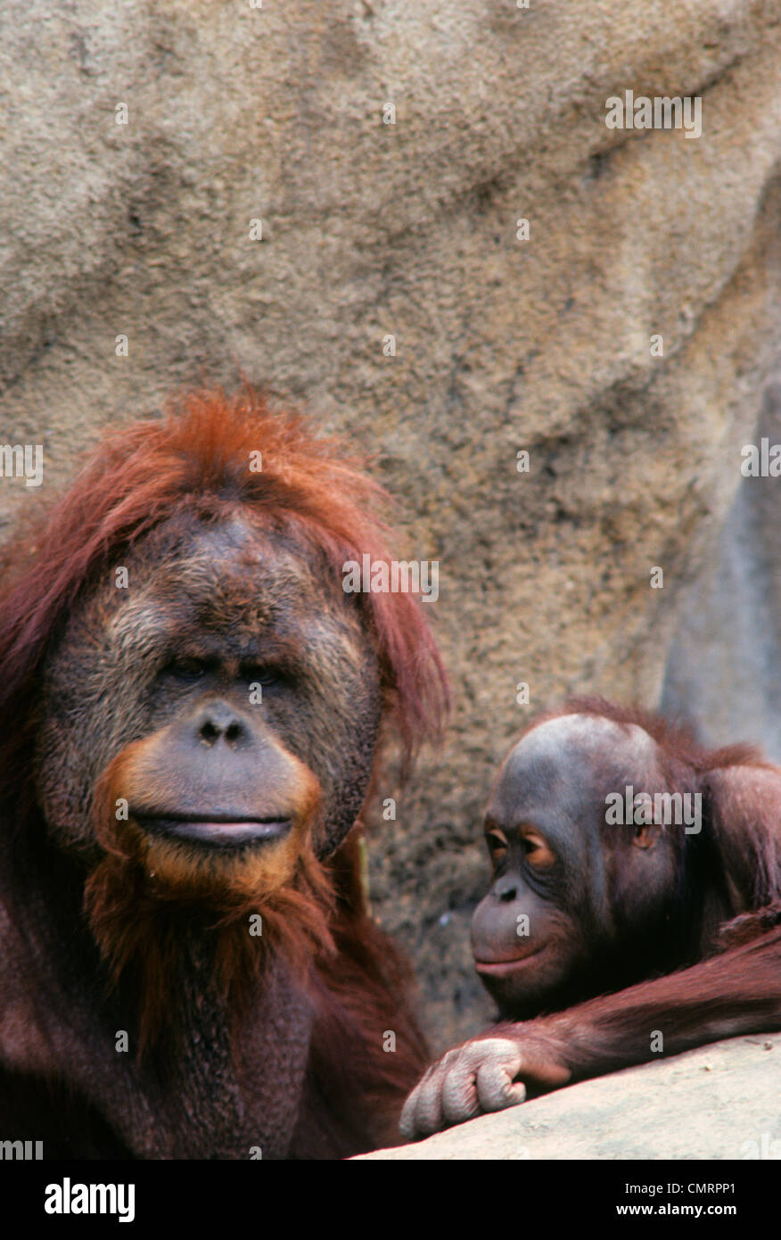 ORANGUTANGS Pongo pygmaeus INDONESIA Stock Photo - Alamy