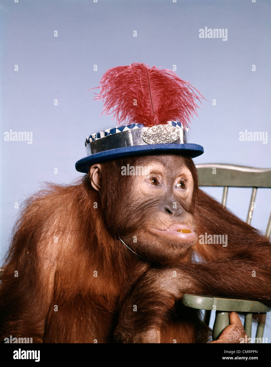 Animals Wearing Top Hats