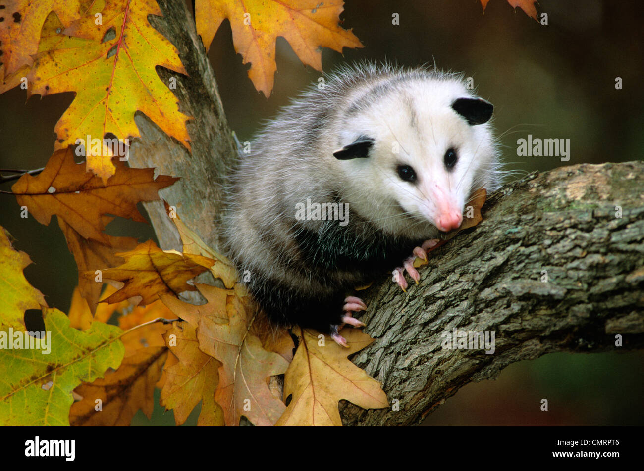 Opossum rat hi-res stock photography and images - Alamy