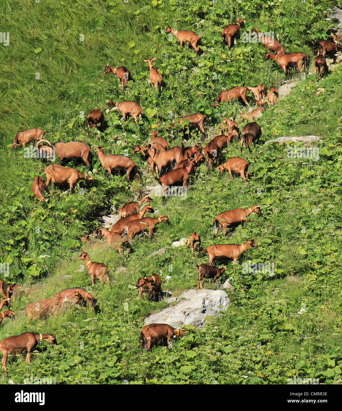 Hred hi-res stock photography and images - Alamy