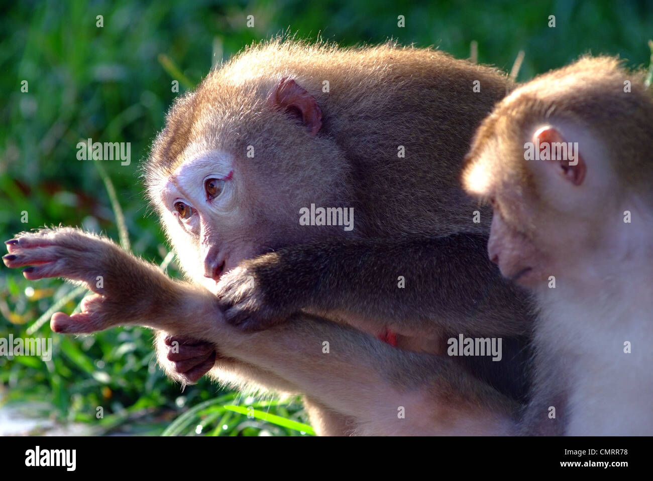 Mother monkey helps getting rid of fleas from her baby Stock Photo - Alamy