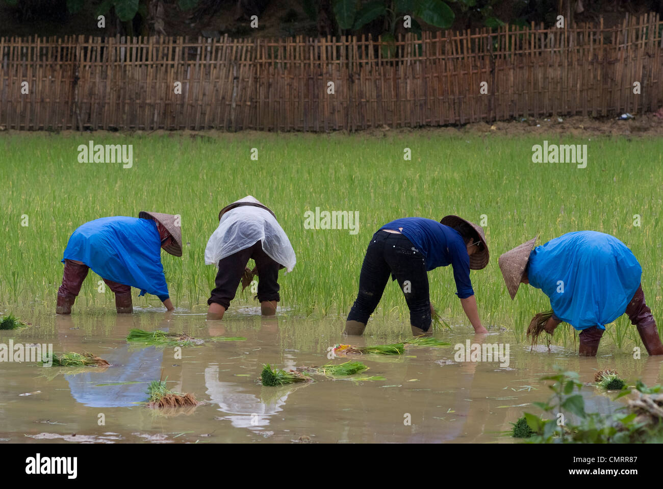Vietnamese farmers on the field Stock Photo - Alamy