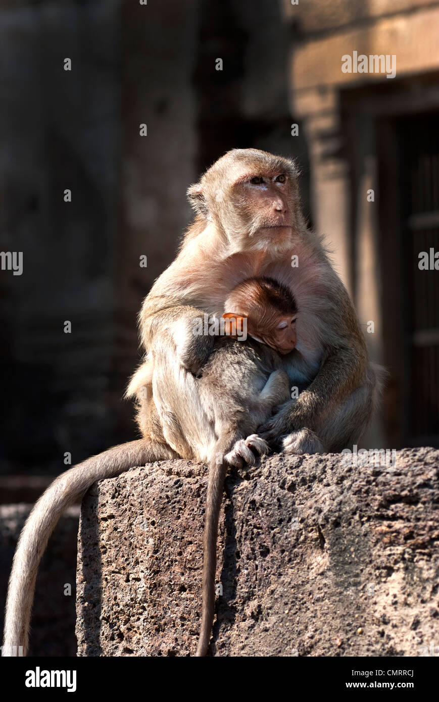 Mother monkey holding tight her baby Stock Photo - Alamy