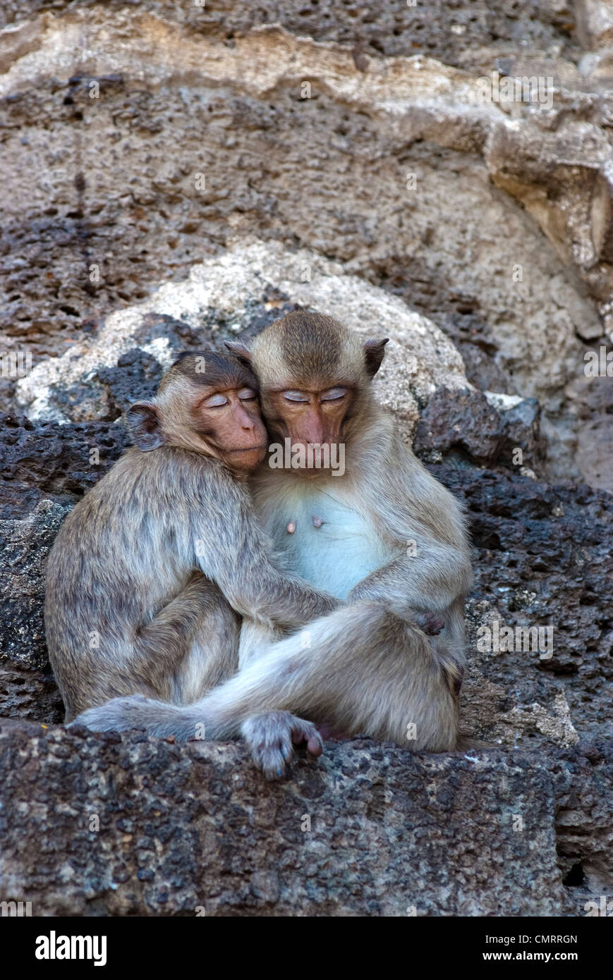 Two Monkeys Hugging