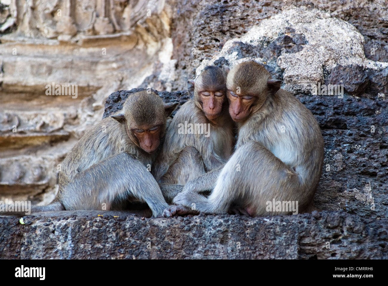 Assist animal hi-res stock photography and images - Alamy