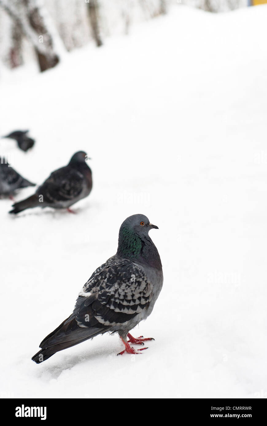 Gray pigeon hi-res stock photography and images - Alamy