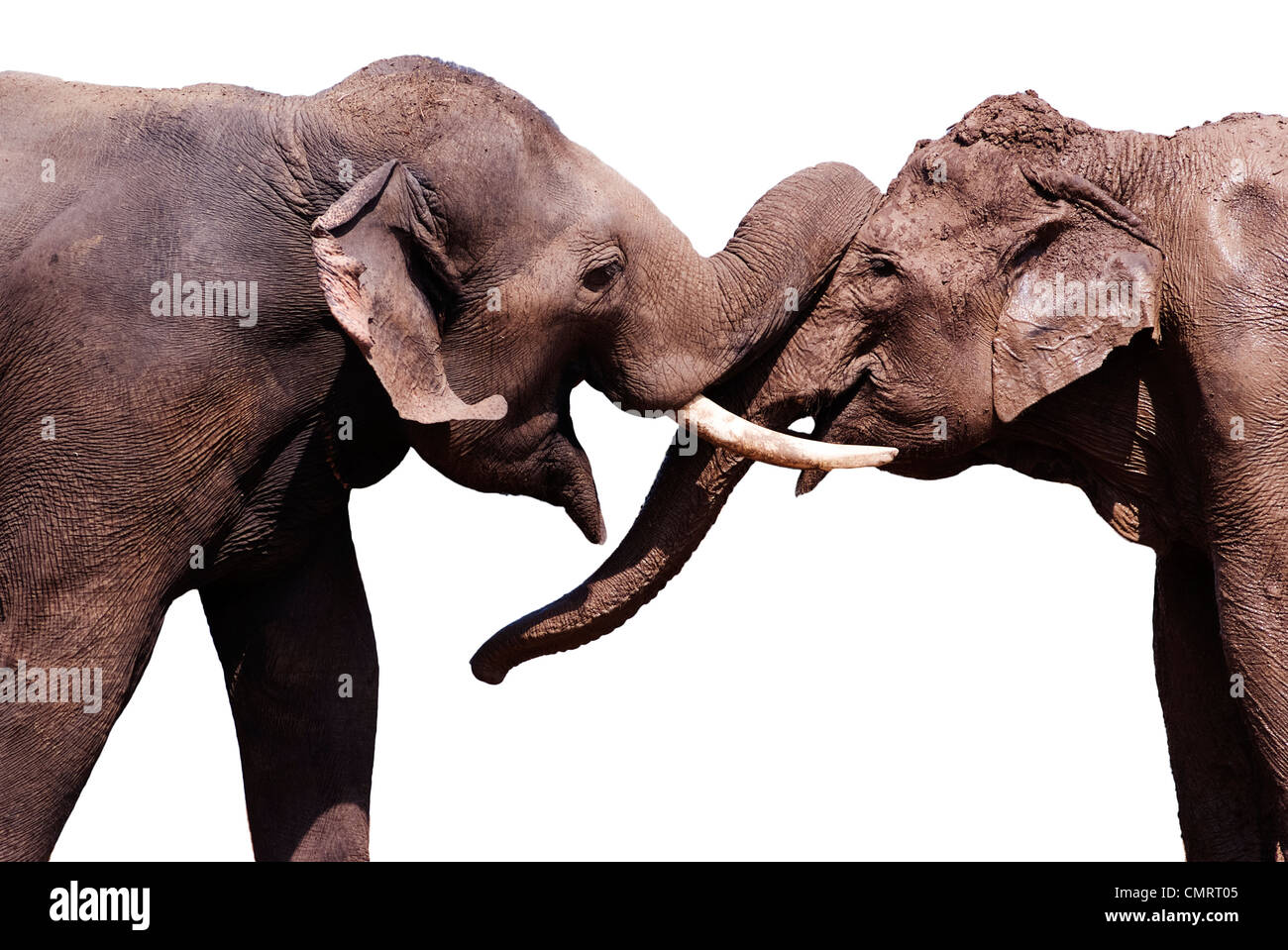 Two elephant isolated on white background Stock Photo - Alamy