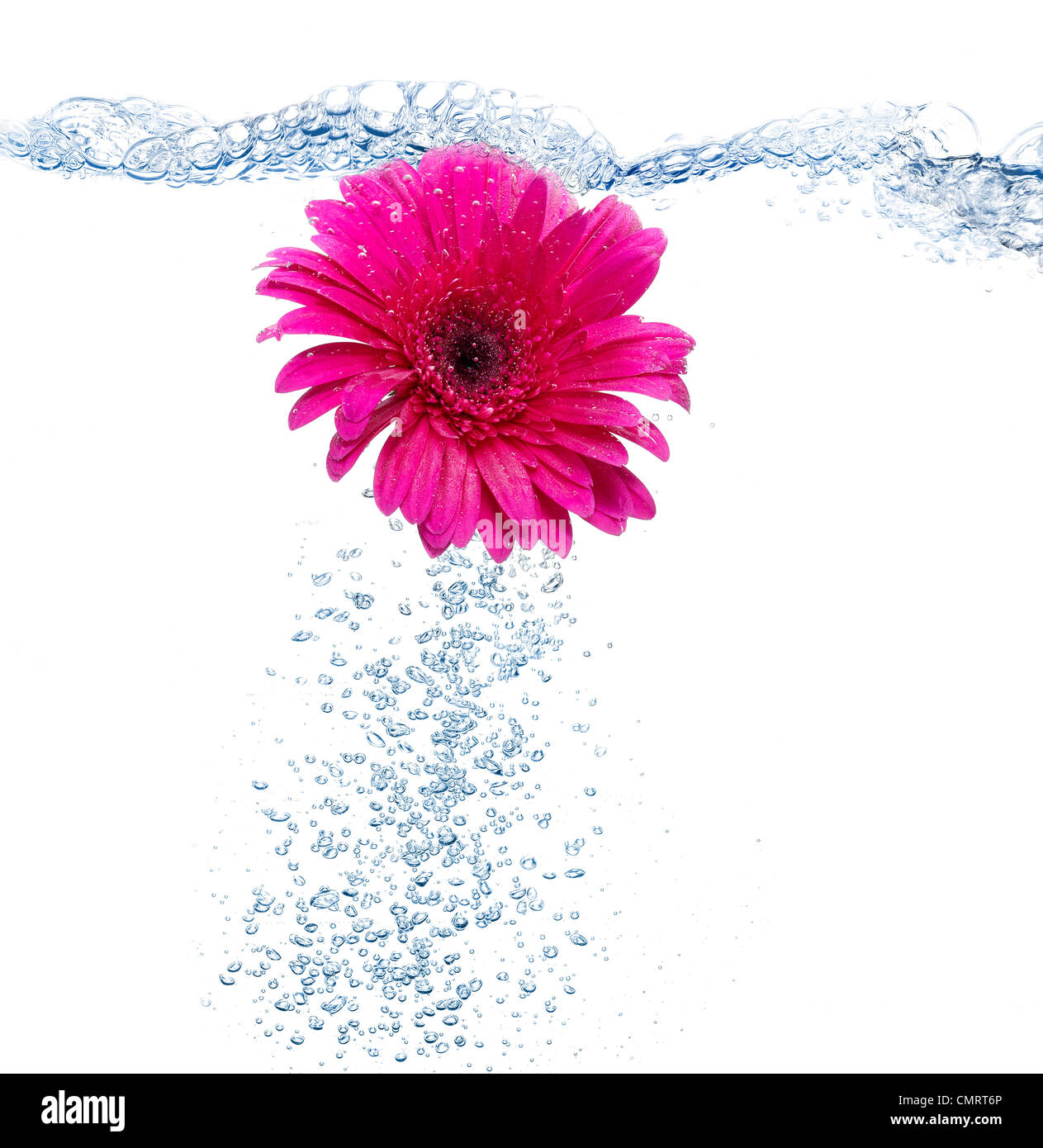 A red daisy into the water on pure background Stock Photo - Alamy
