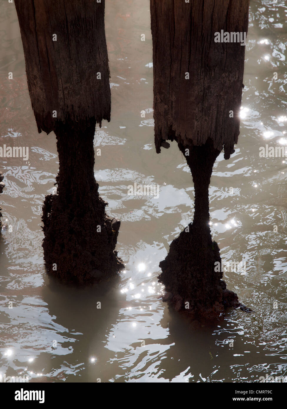 Rotting wooden posts in a Venetian canal Stock Photo - Alamy
